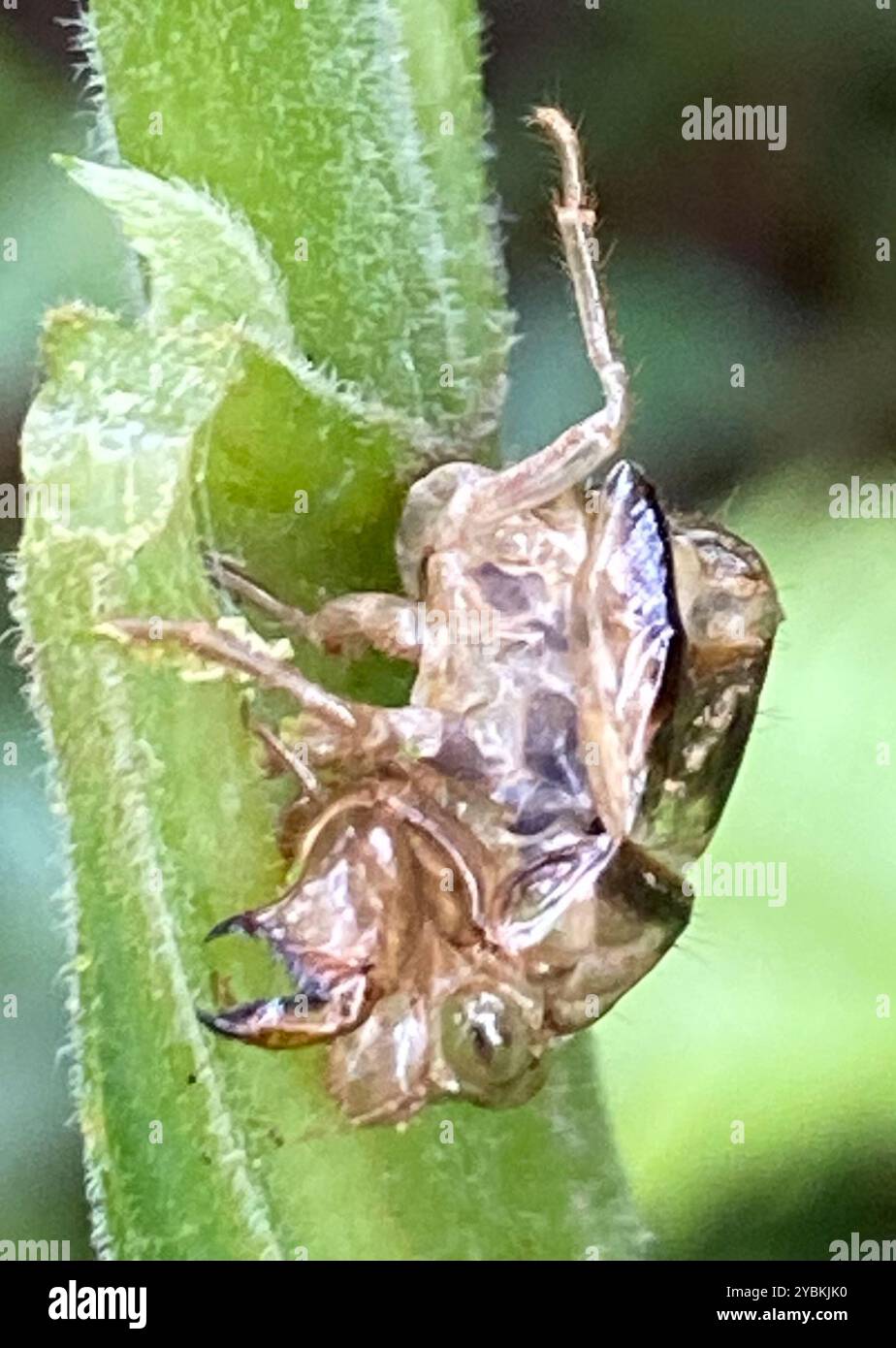 Typical Cicadas (Cicadidae) Insecta Stock Photo - Alamy