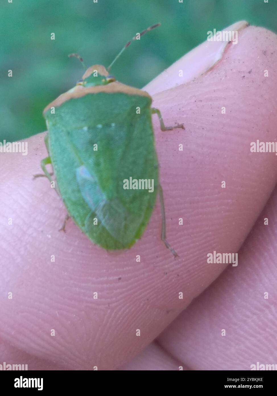 Southern Green Stink Bug (Nezara viridula) Insecta Stock Photo - Alamy