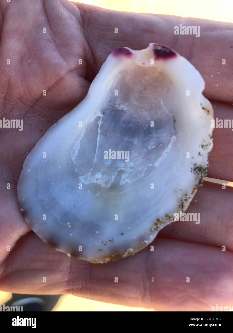 Giant Rock Scallop (Crassadoma gigantea) Mollusca Stock Photo - Alamy