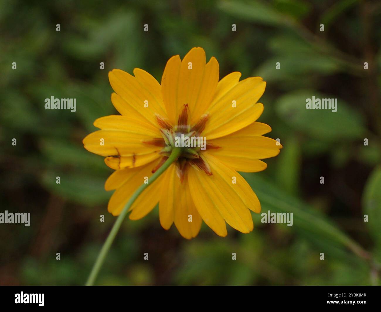 Texas Tickseed (Coreopsis linifolia) Plantae Stock Photo - Alamy