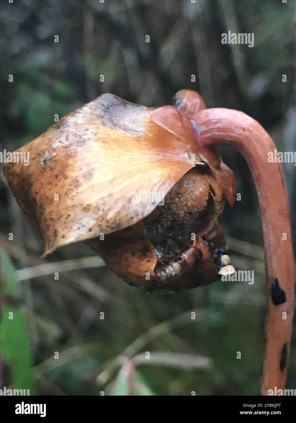 northern purple pitcher plant (Sarracenia purpurea purpurea) Plantae ...
