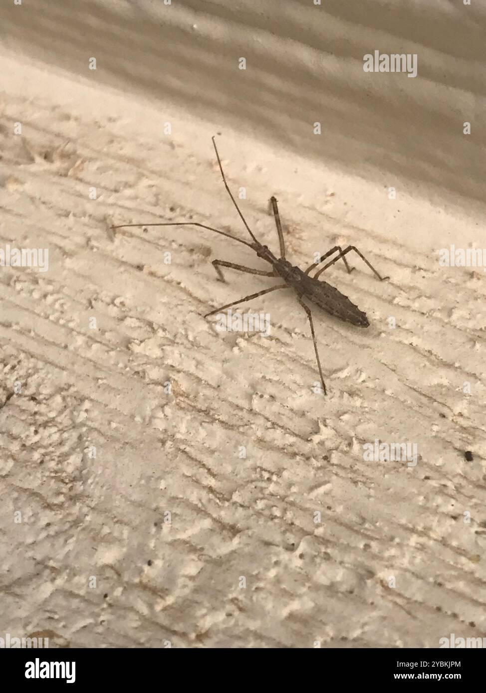 Four-spurred Assassin Bug (Zelus tetracanthus) Insecta Stock Photo - Alamy