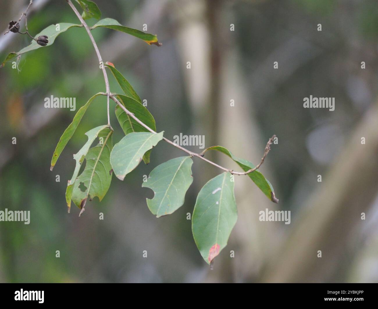 Subcostate Crape Myrtle (Lagerstroemia subcostata) Plantae Stock Photo ...
