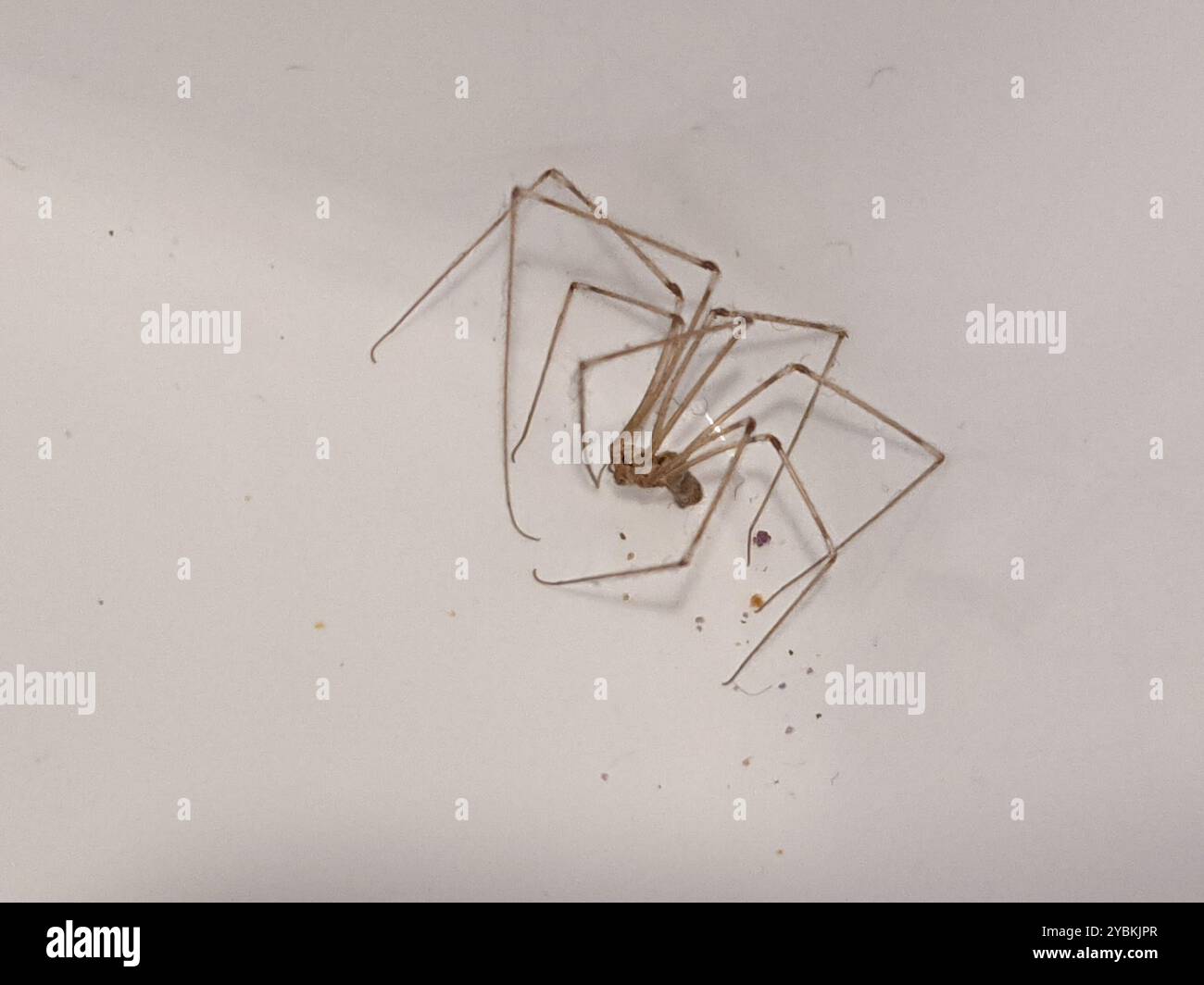 Long-bodied Cellar Spider (Pholcus phalangioides) Arachnida Stock Photo ...