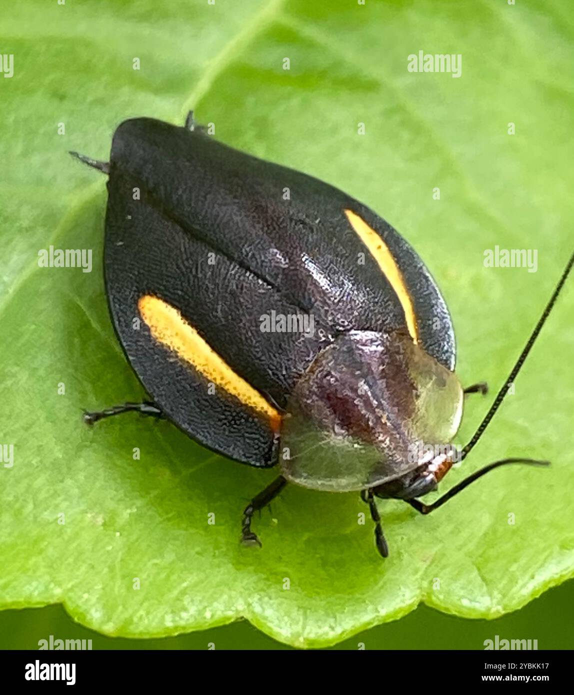 Phoraspis hi-res stock photography and images - Alamy