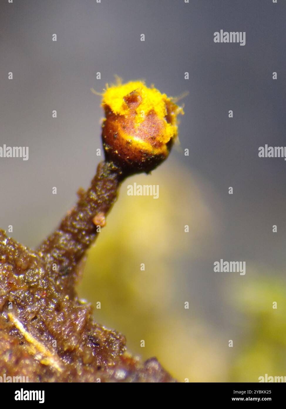 (Trichia erecta) Protozoa Stock Photo - Alamy