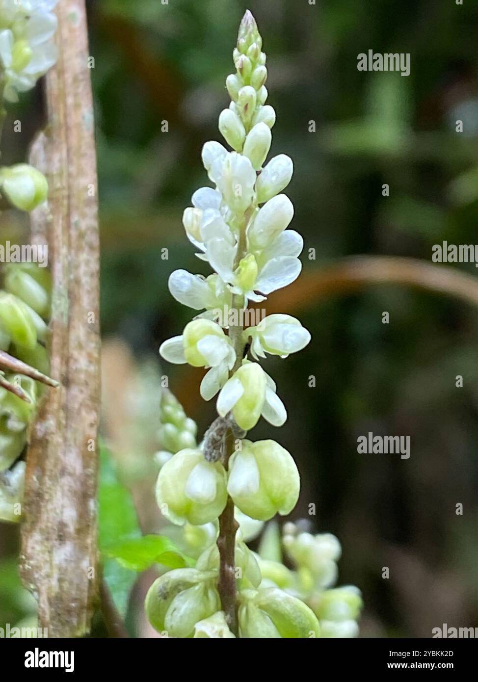 vascular plants (Tracheophyta) Plantae Stock Photo - Alamy