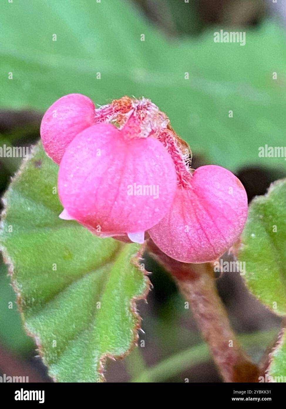 Fischer's begonia (Begonia fischeri) Plantae Stock Photo - Alamy