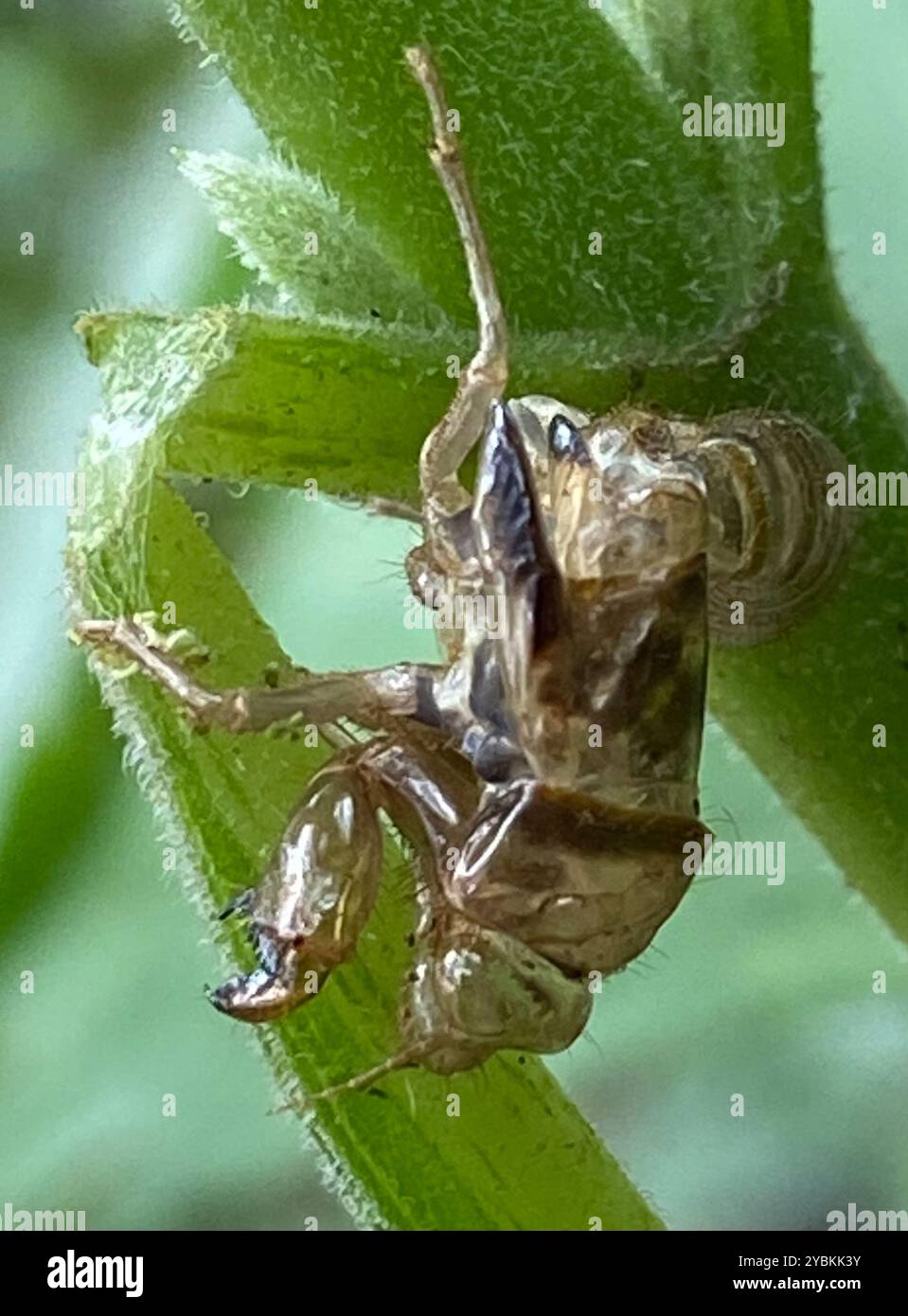 Typical Cicadas (Cicadidae) Insecta Stock Photo - Alamy