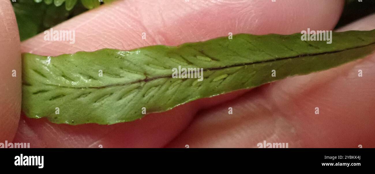 Common strap fern (Notogrammitis billardierei) Plantae Stock Photo - Alamy