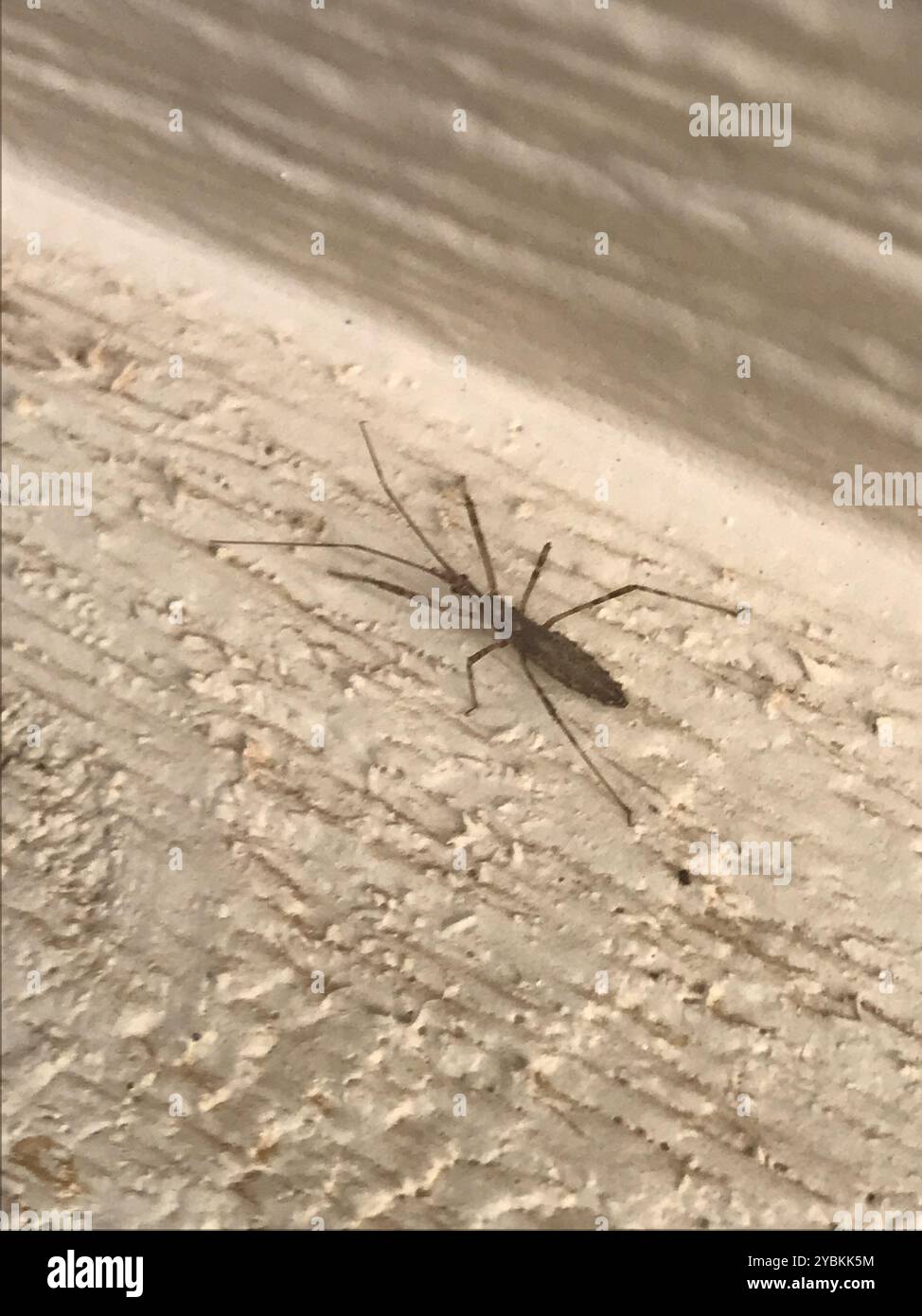 Four-spurred Assassin Bug (Zelus tetracanthus) Insecta Stock Photo - Alamy