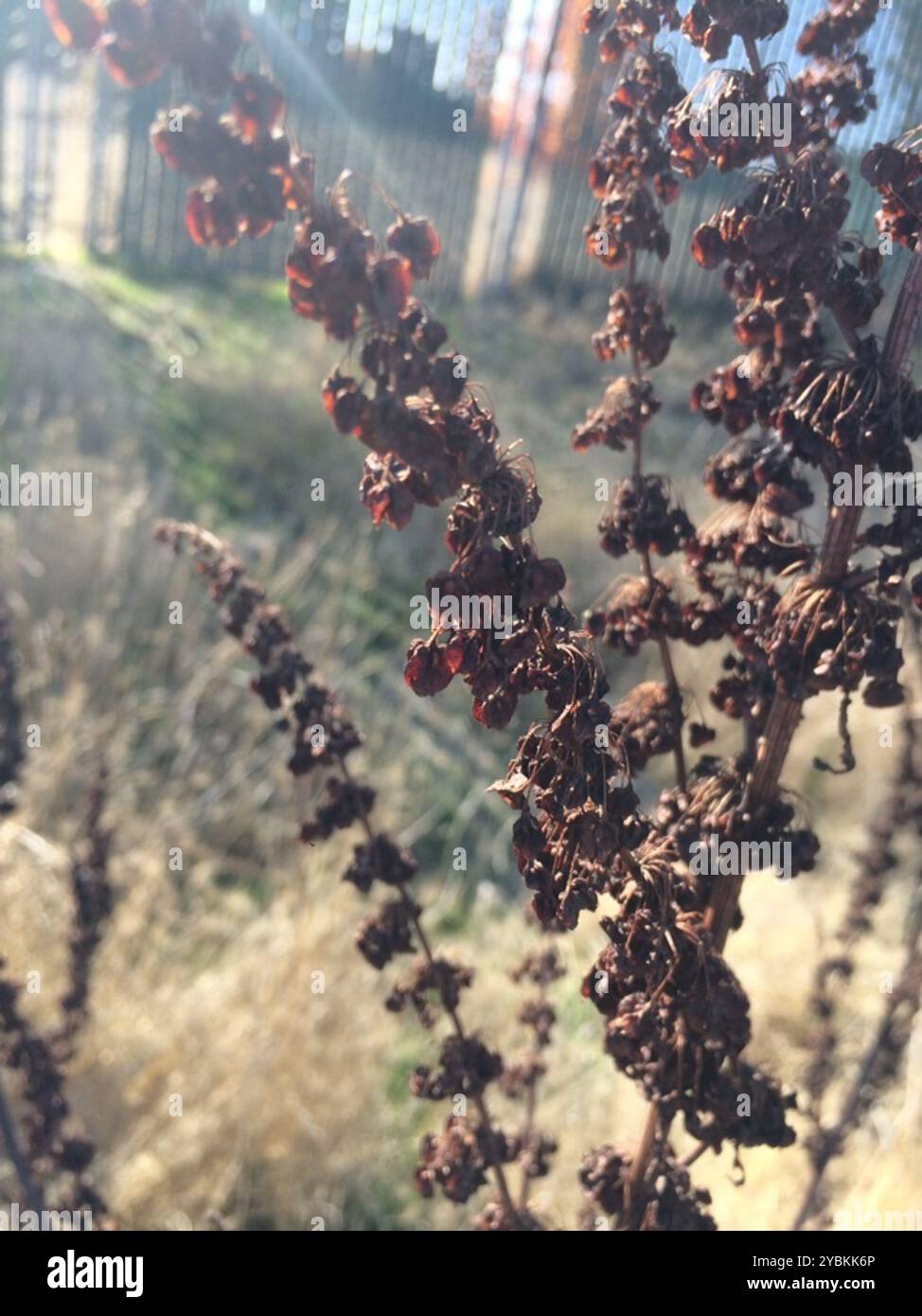 fiddle dock (Rumex pulcher) Plantae Stock Photo - Alamy