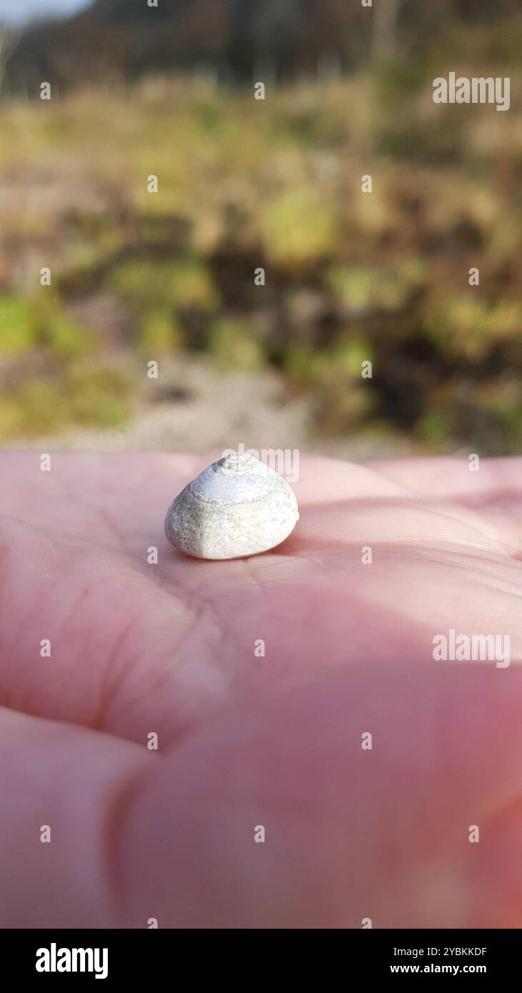 Purple Topshell (Steromphala umbilicalis) Mollusca Stock Photo - Alamy