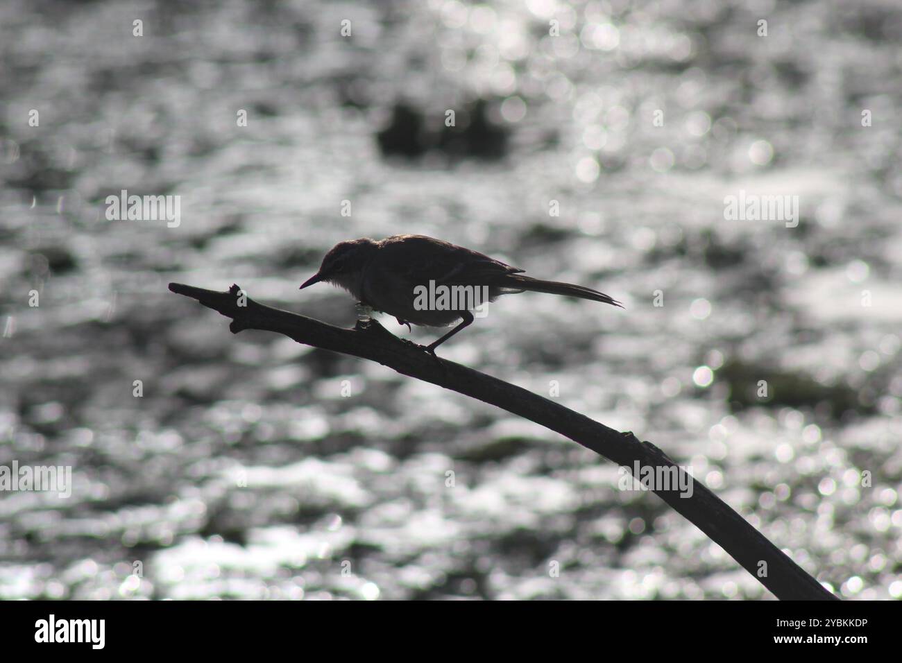 Common Cape Wagtail (Motacilla capensis capensis) Aves Stock Photo - Alamy