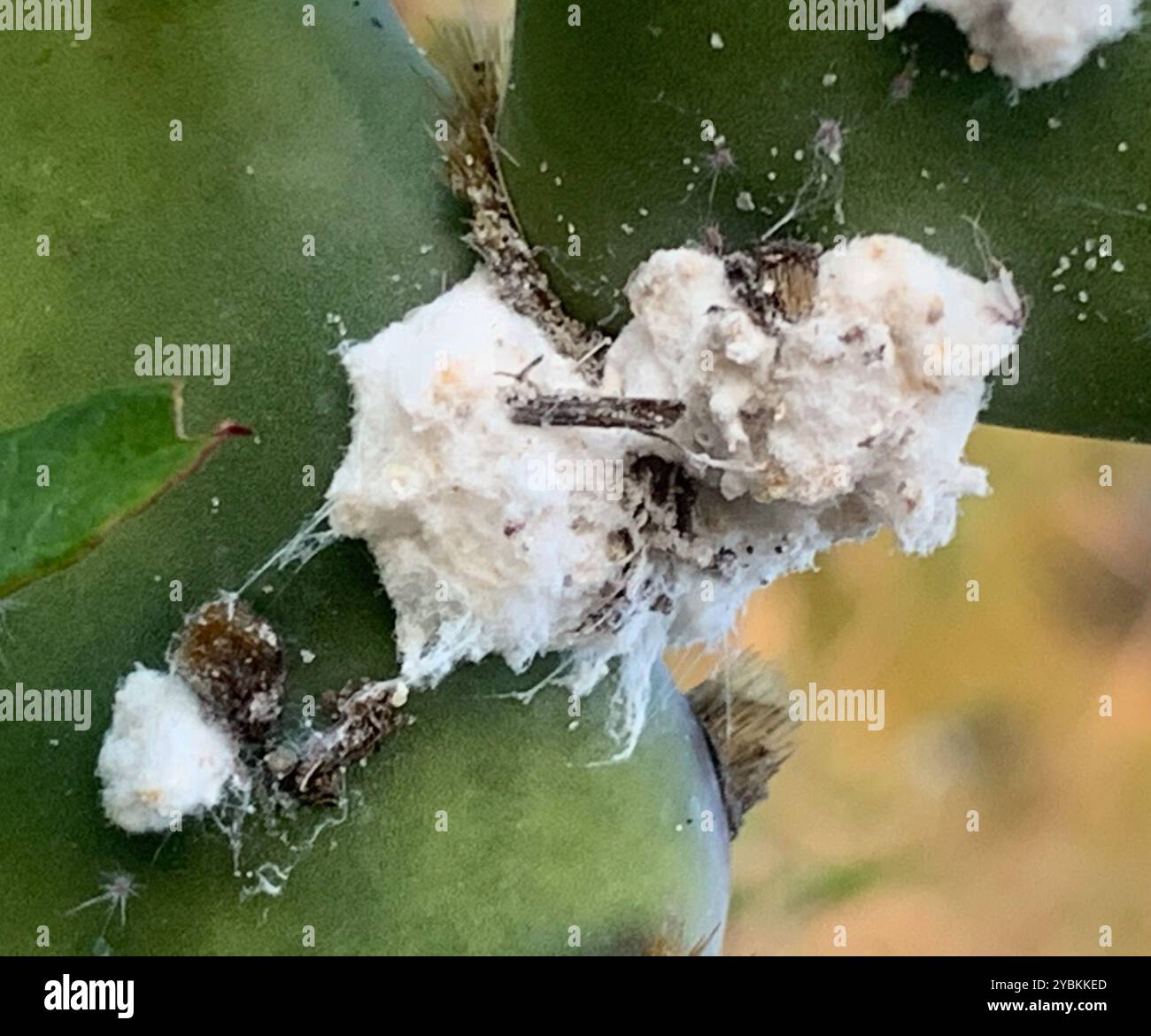 American cochineal bug (Dactylopius confusus) Insecta Stock Photo - Alamy
