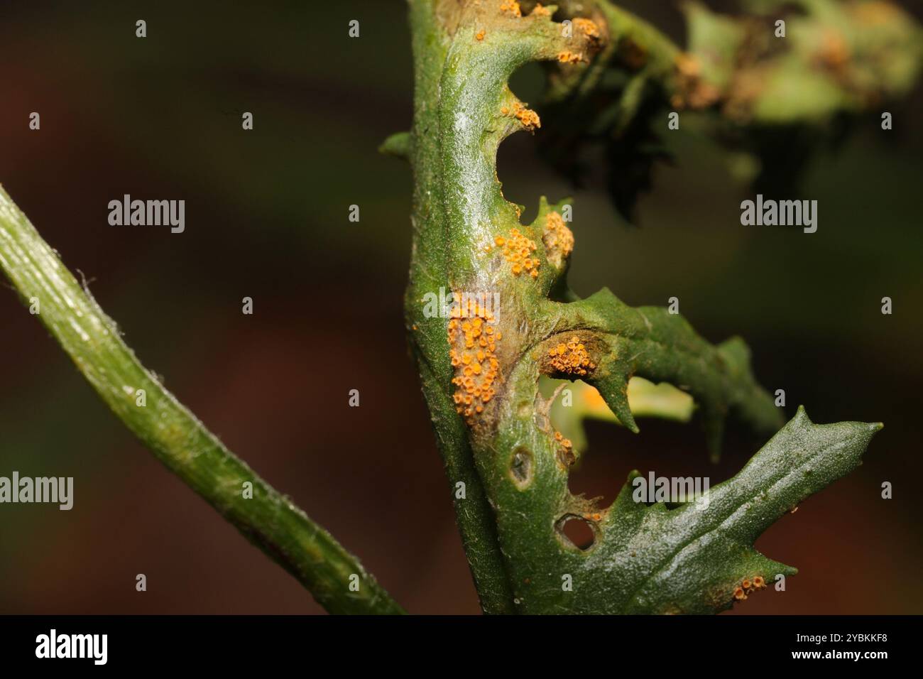 Groundsel crown rust (Puccinia lagenophorae) Fungi Stock Photo - Alamy