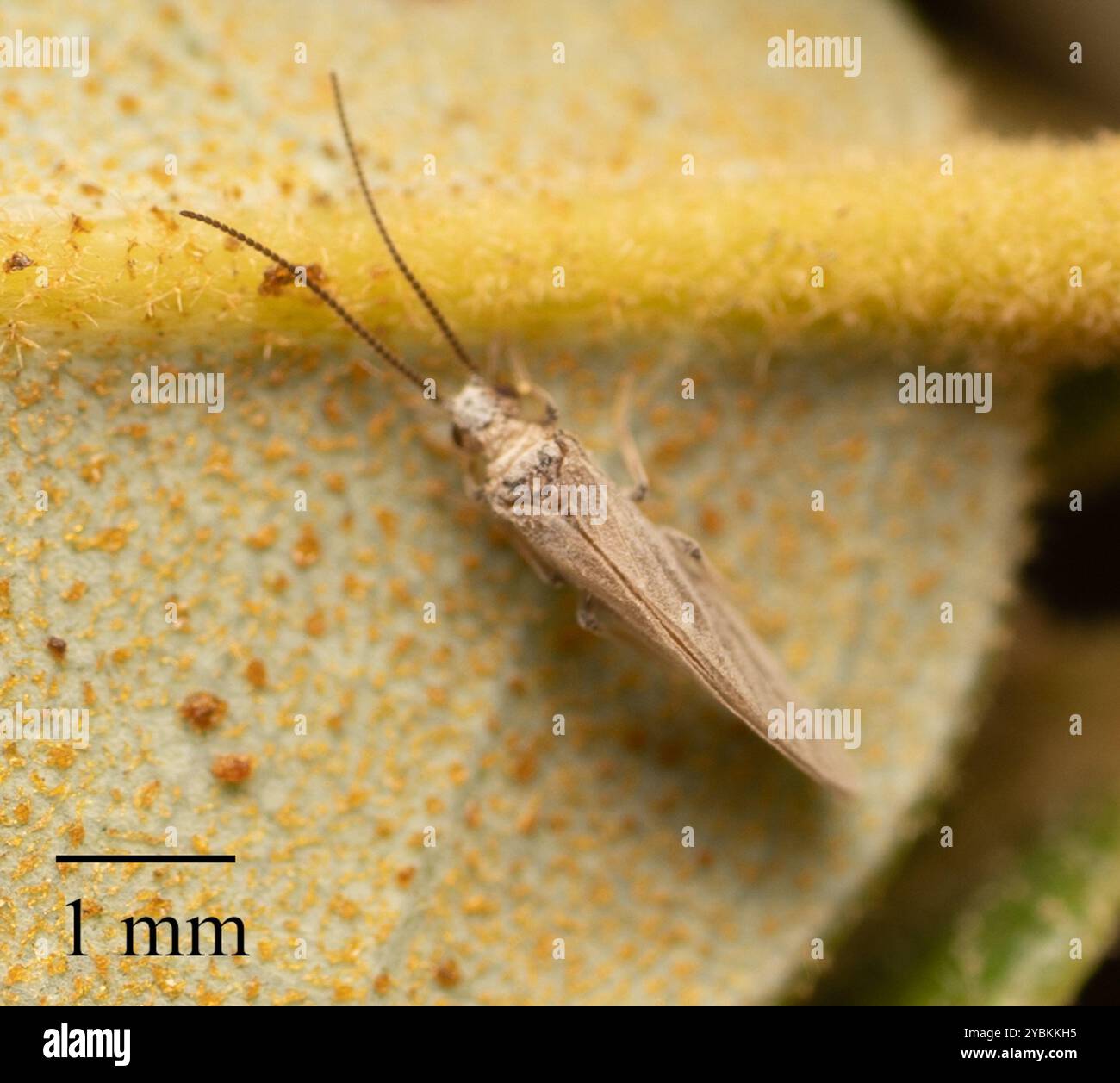 Dusty-winged Lacewings (Coniopterygidae) Insecta Stock Photo - Alamy