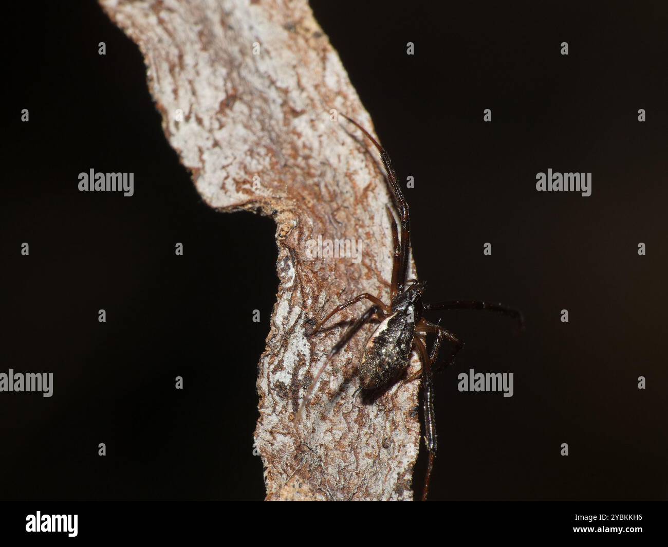 Spiders (Araneae) Arachnida Stock Photo - Alamy