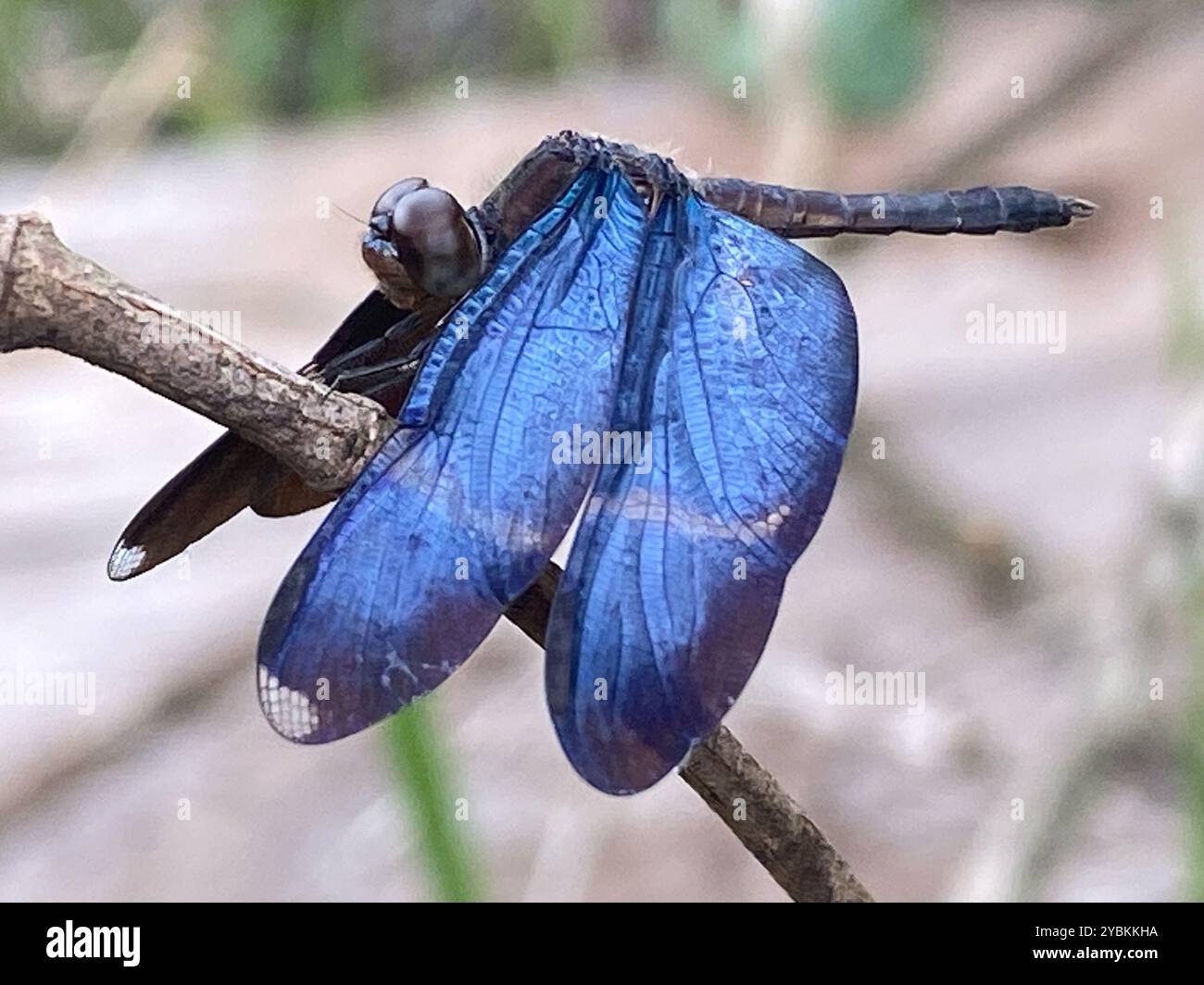 Clearspot Bluewing (Zenithoptera lanei) Insecta Stock Photo - Alamy