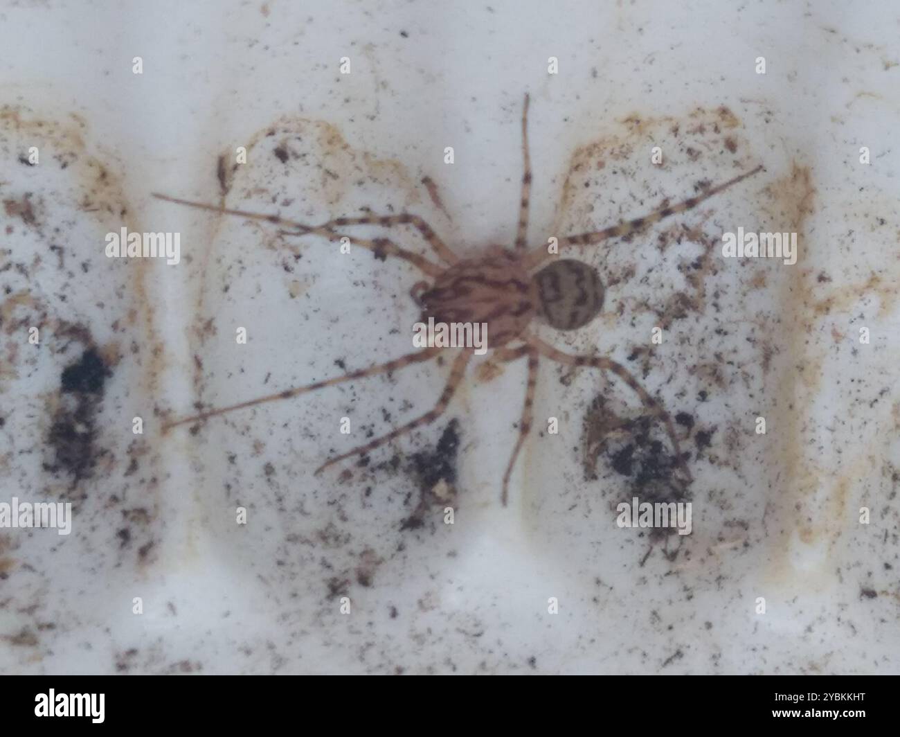 Common spitting spider hi-res stock photography and images - Alamy