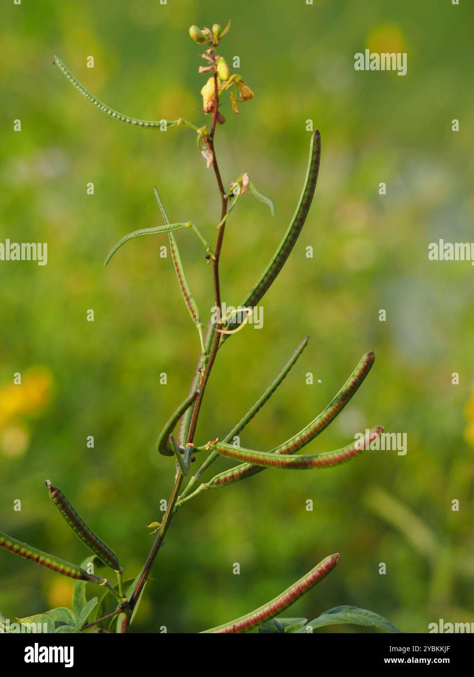 Coffee Senna (Senna occidentalis) Plantae Stock Photo - Alamy