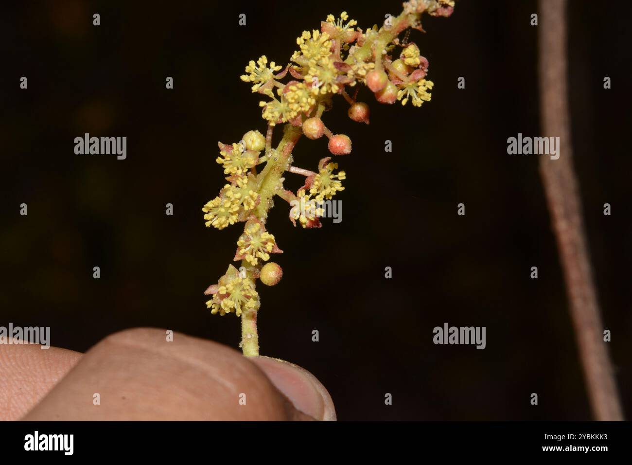 (Mallotus polycarpus) Plantae Stock Photo - Alamy