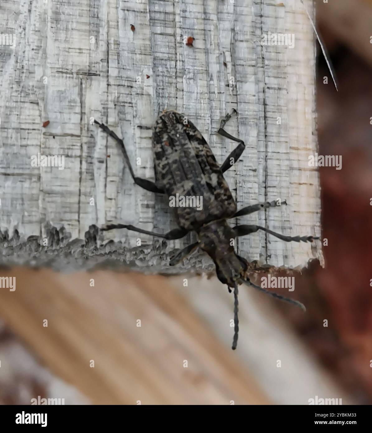 Ribbed Pine Borer (Rhagium inquisitor) Insecta Stock Photo - Alamy