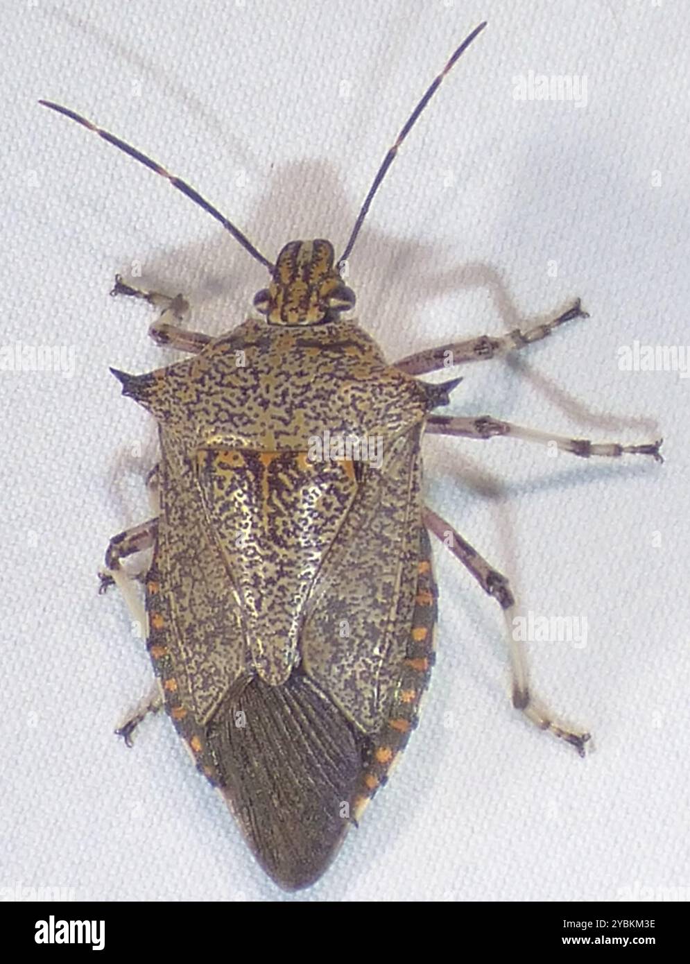 Giant Strong-nosed Stink Bug (Alcaeorrhynchus grandis) Insecta Stock ...