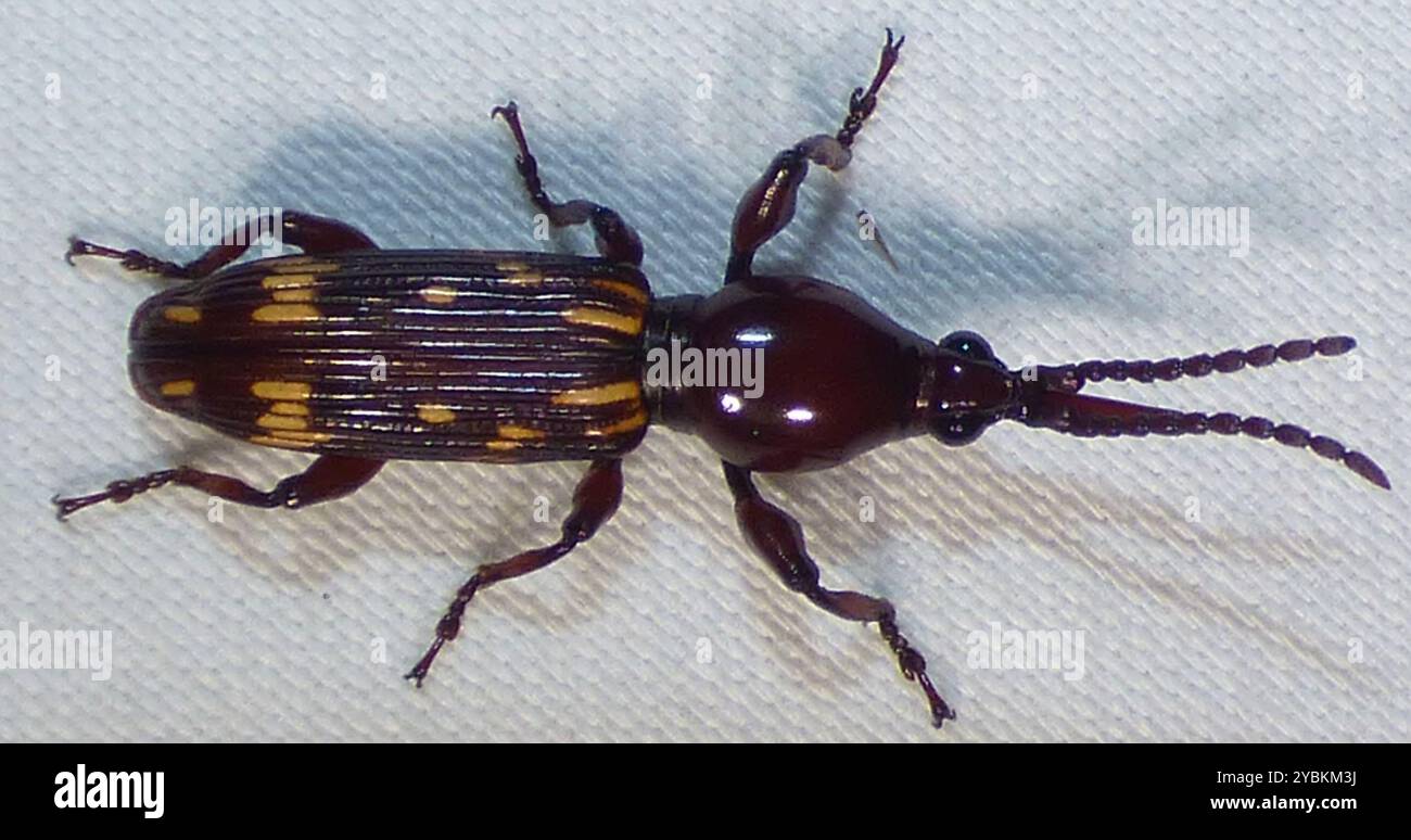 Oak Timberworm (Arrenodes minutus) Insecta Stock Photo - Alamy