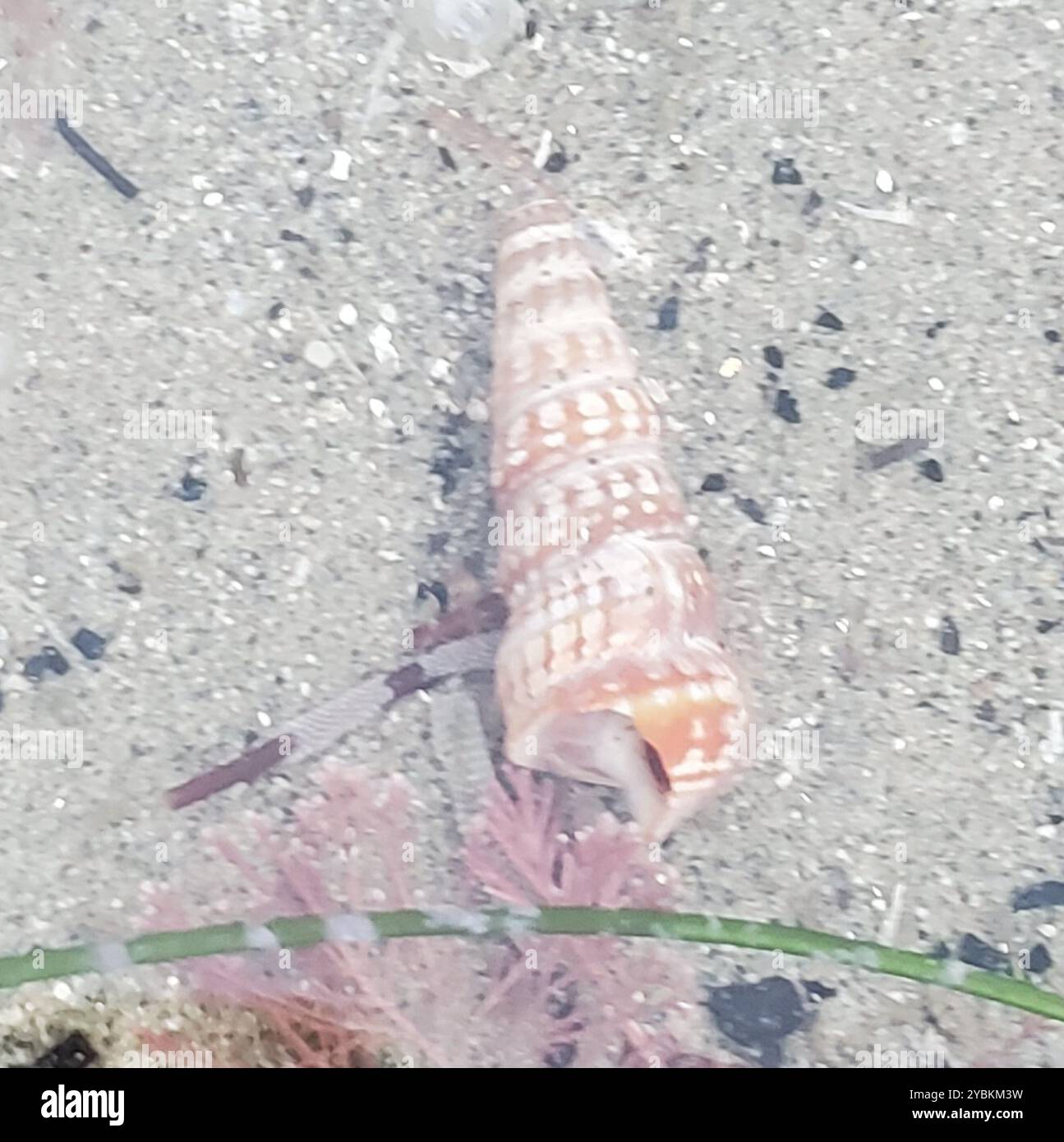 California Horn Snail (Cerithideopsis californica) Mollusca Stock Photo ...