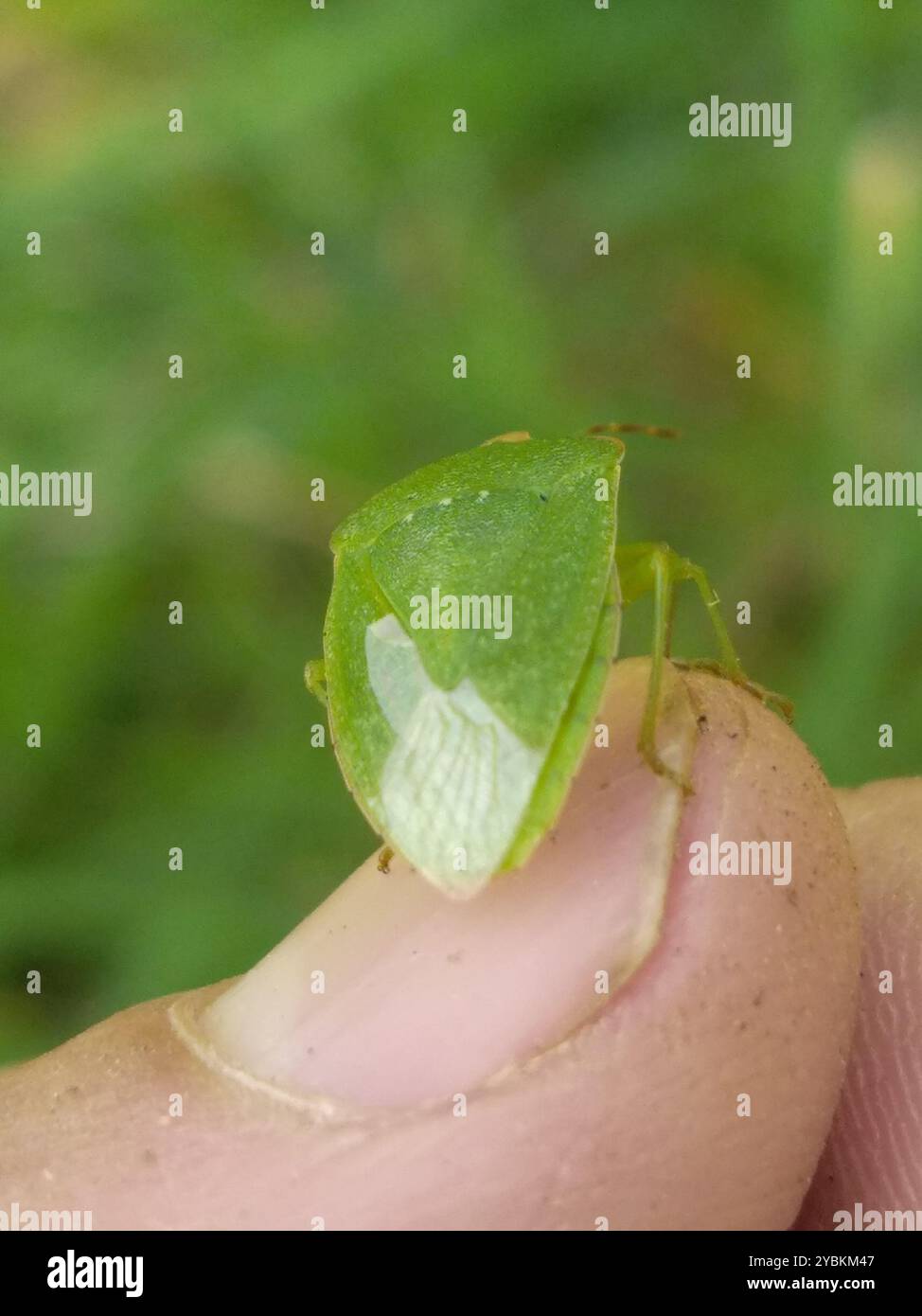 Southern Green Stink Bug (Nezara viridula) Insecta Stock Photo - Alamy