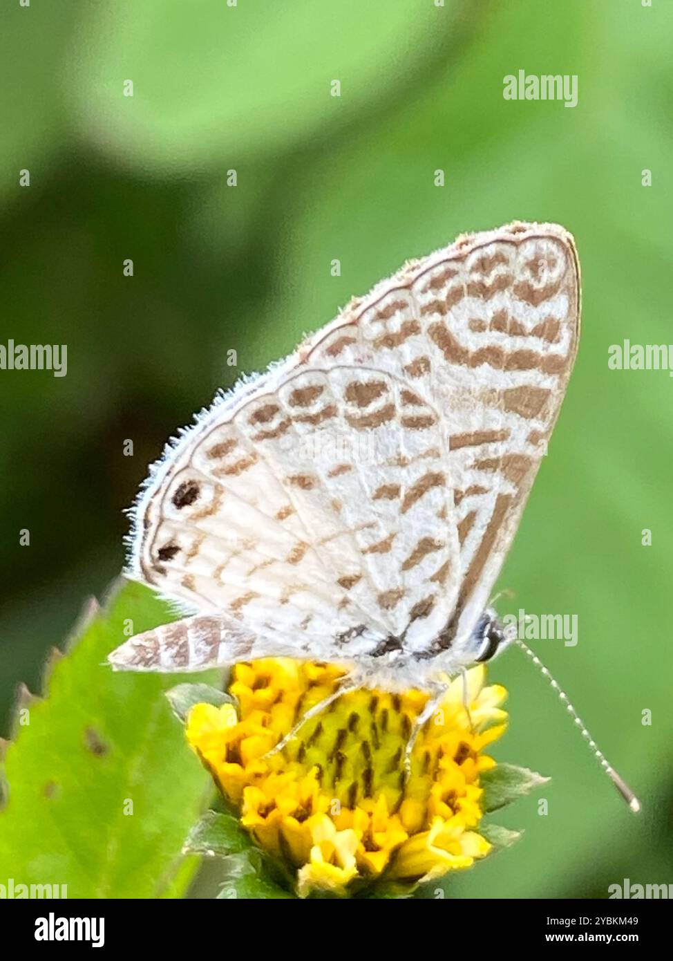 Cassius Blue (Leptotes cassius) Insecta Stock Photo - Alamy