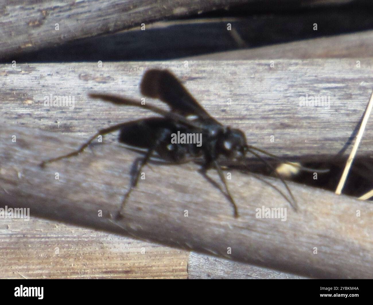 Spider Wasps (Pompilidae) Insecta Stock Photo - Alamy