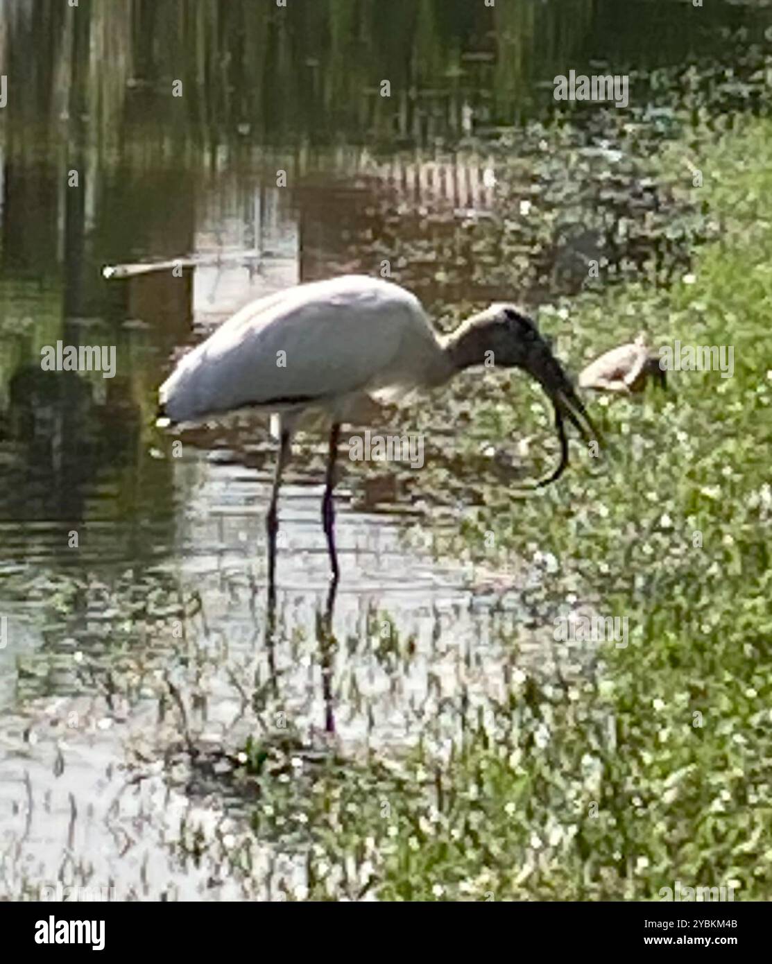 Ray-finned Fishes (Actinopterygii) Actinopterygii Stock Photo - Alamy