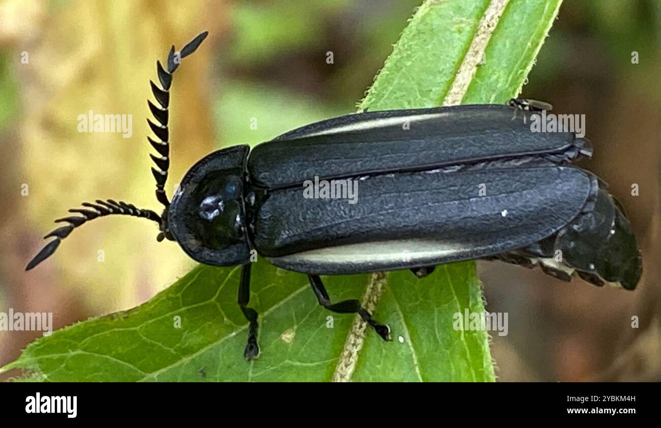 Fireflies (Lampyridae) Insecta Stock Photo - Alamy