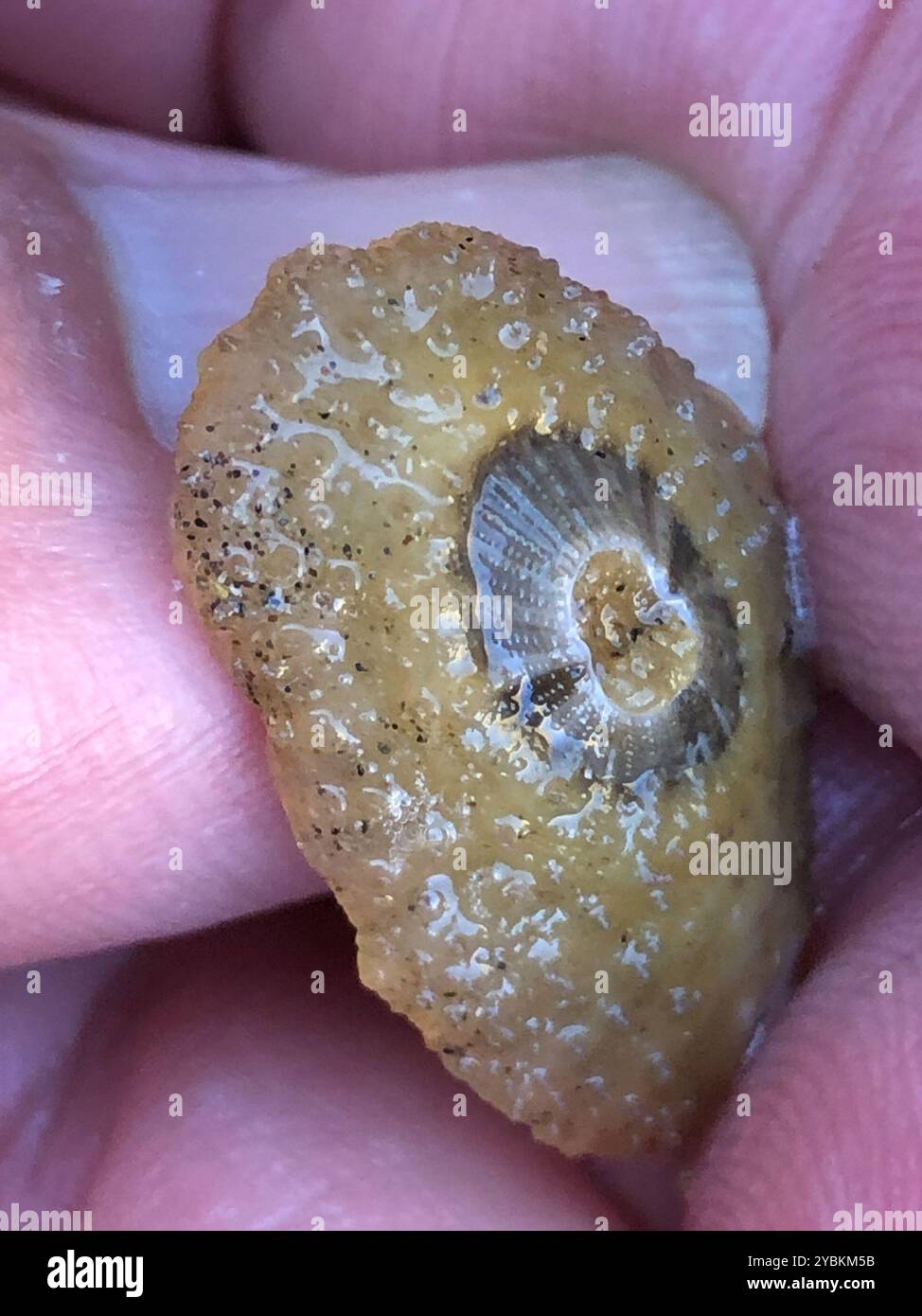 Two-spotted Keyhole Limpet (Fissurellidea bimaculata) Mollusca Stock ...
