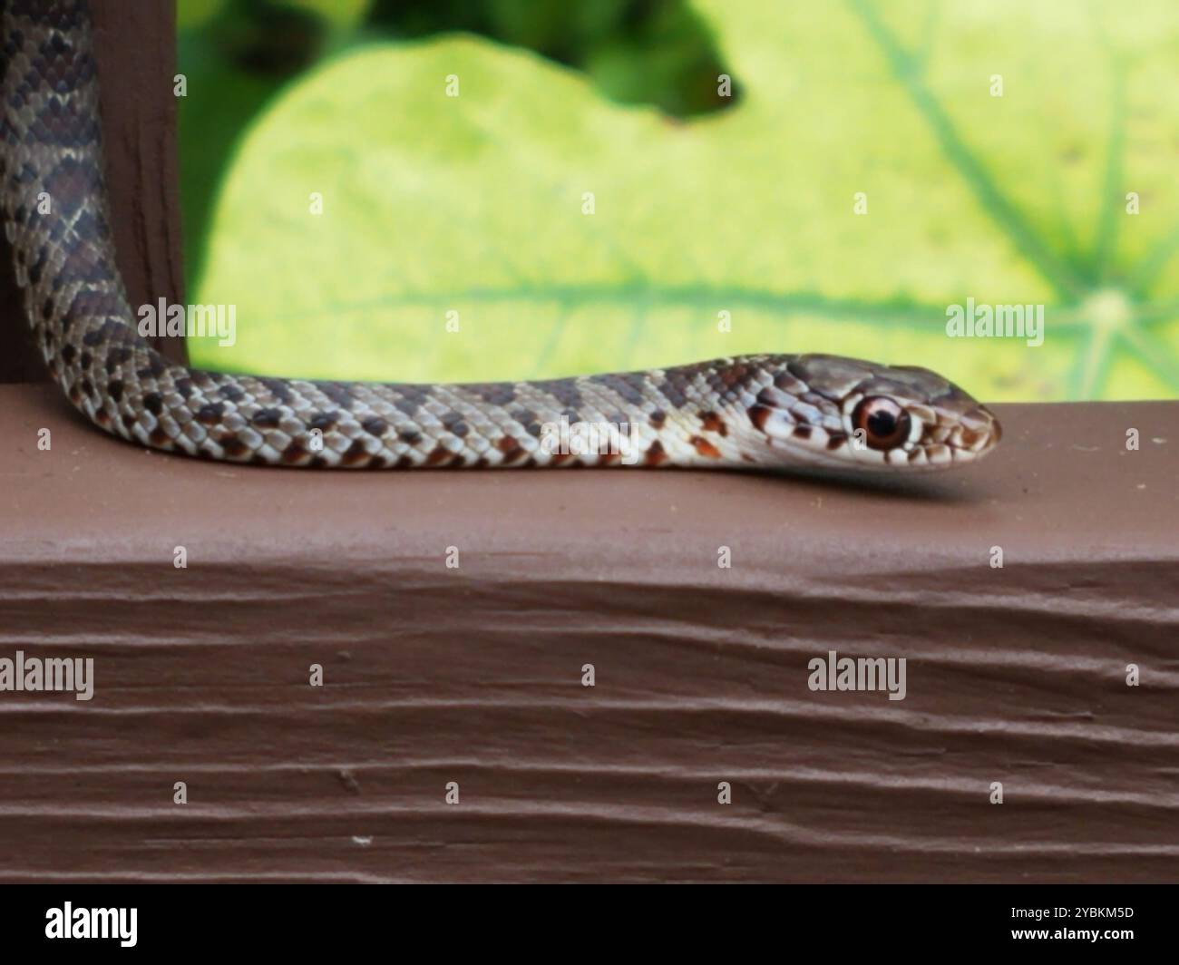 Southern Black Racer (Coluber constrictor priapus) Reptilia Stock Photo ...