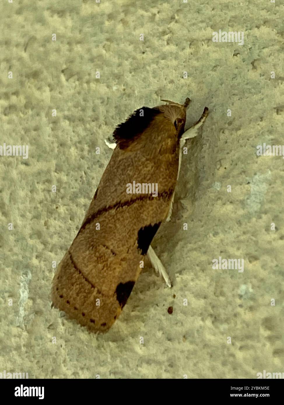 Stenomatinae hi-res stock photography and images - Alamy