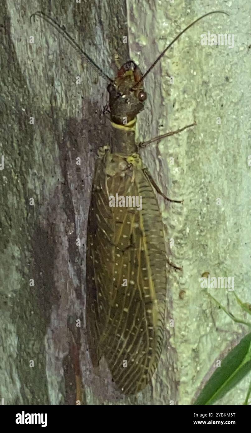 American Dobsonflies (Corydalus) Insecta Stock Photo - Alamy