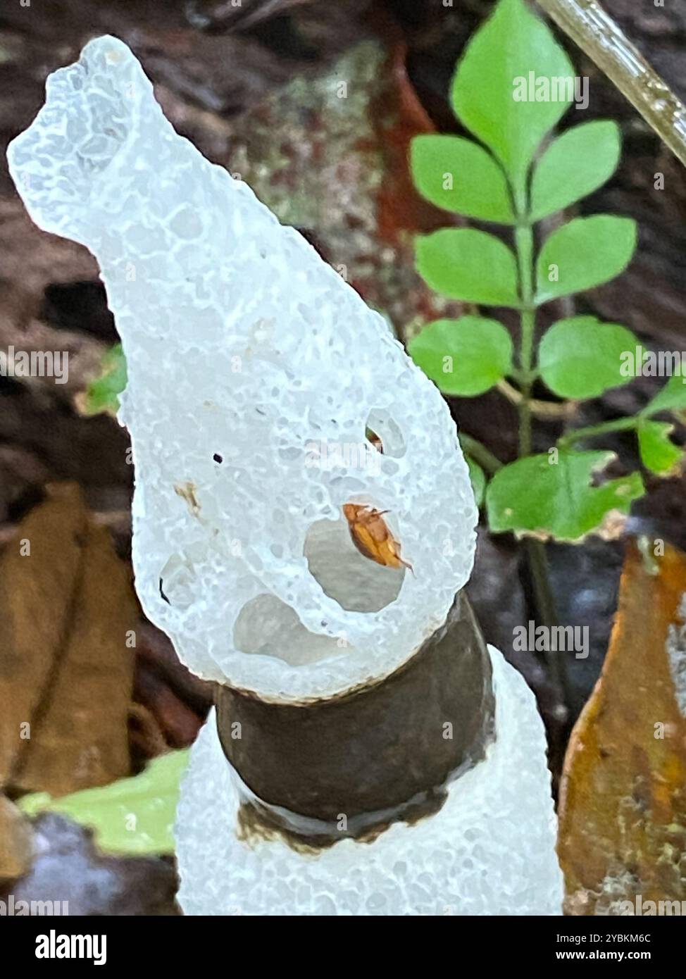 strangled stinkhorn (Staheliomyces cinctus) Fungi Stock Photo - Alamy