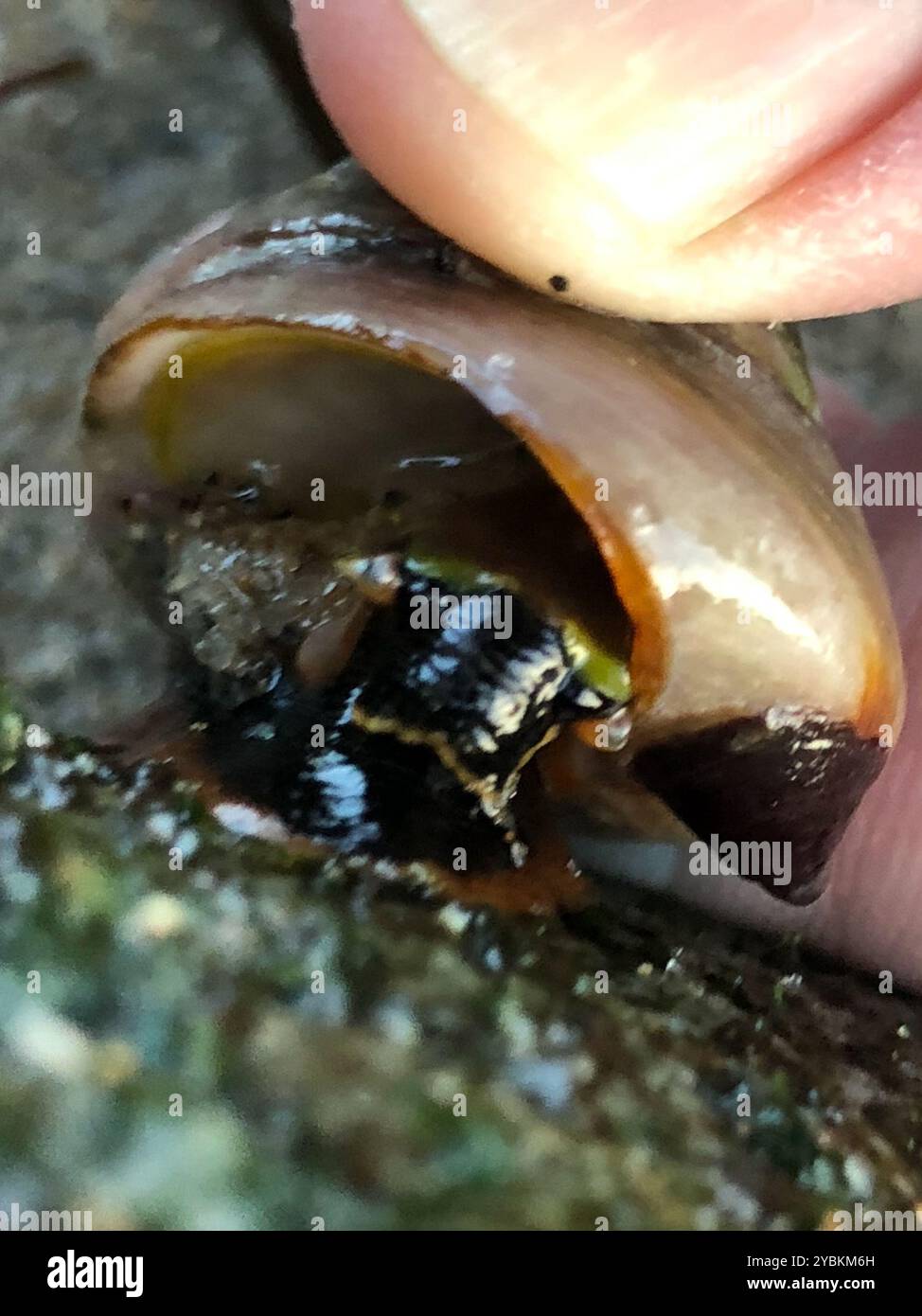 Brown Tegula (Tegula brunnea) Mollusca Stock Photo - Alamy