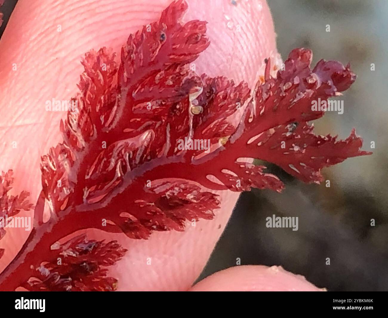 Sea Comb (Plocamium cartilagineum) Plantae Stock Photo - Alamy