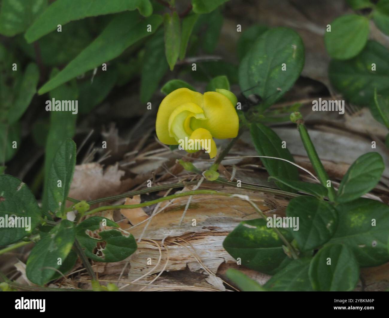 smallest bean (Vigna minima) Plantae Stock Photo - Alamy