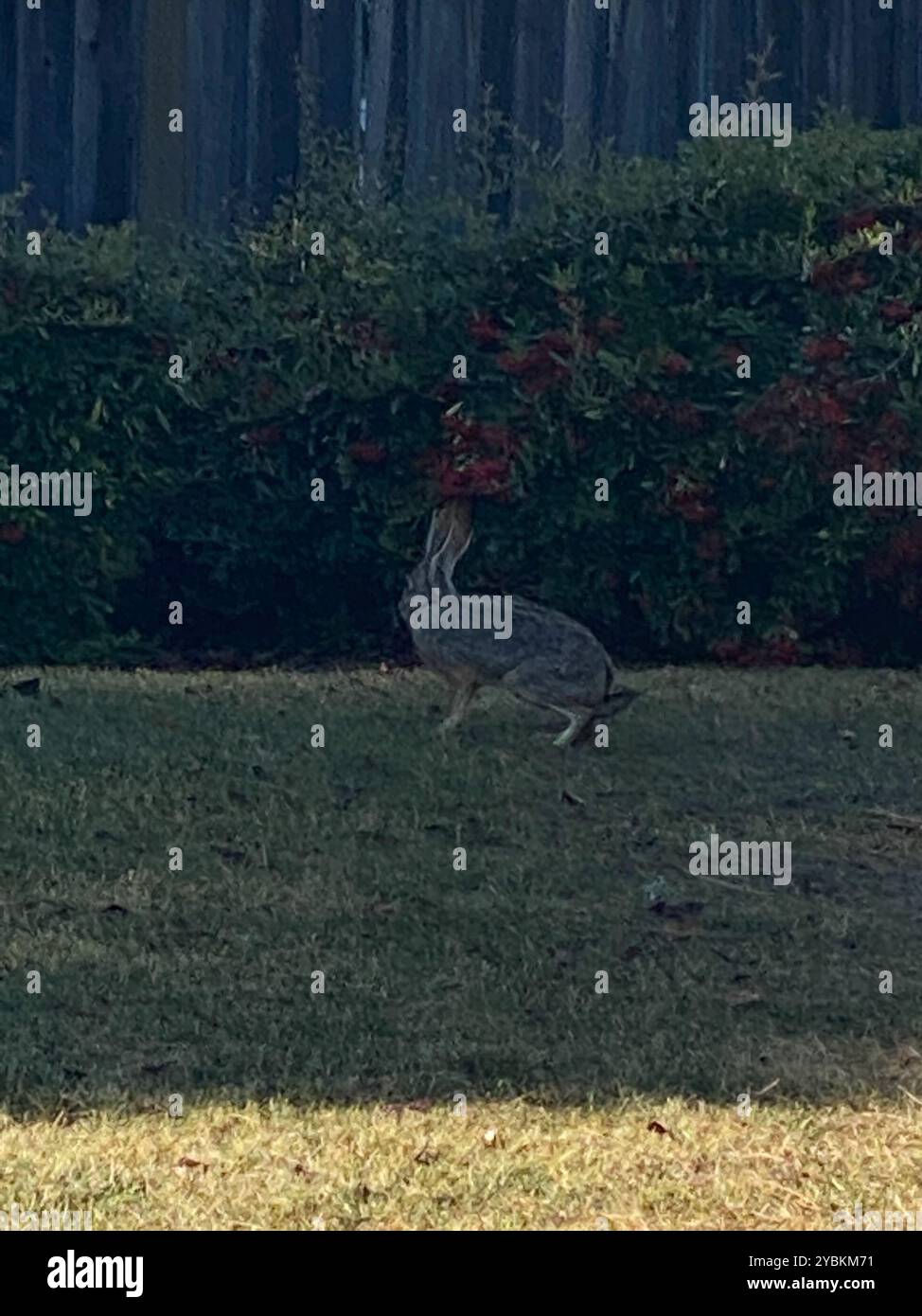 Black-tailed Jackrabbit (Lepus californicus) Mammalia Stock Photo - Alamy