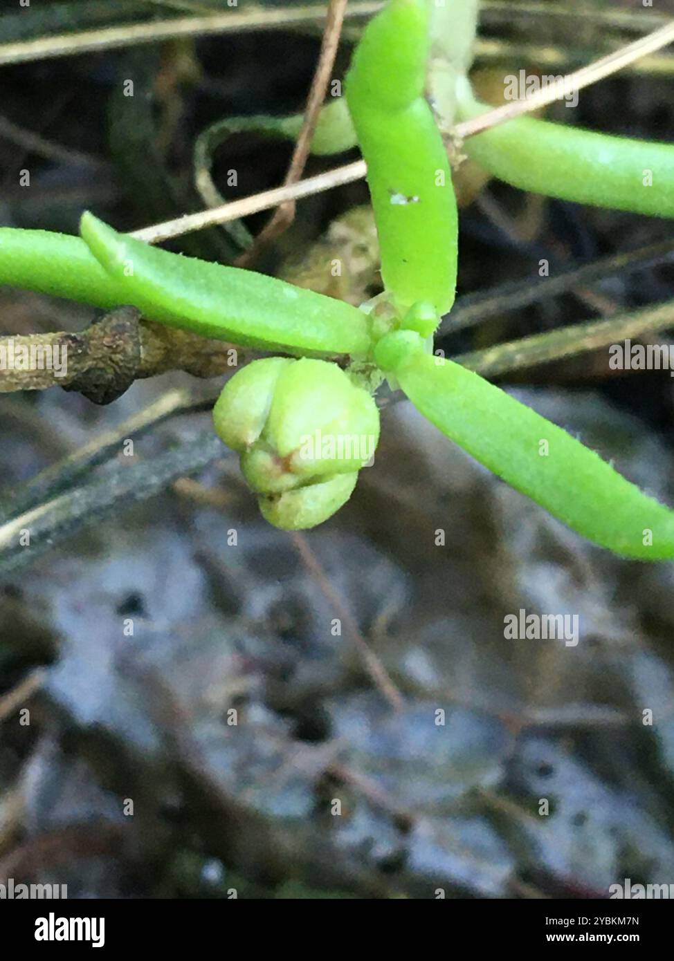 Saltmarsh Sand Spurry (Spergularia marina) Plantae Stock Photo - Alamy