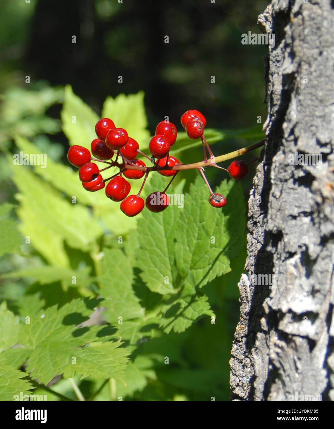 red baneberry (Actaea rubra) Plantae Stock Photo - Alamy