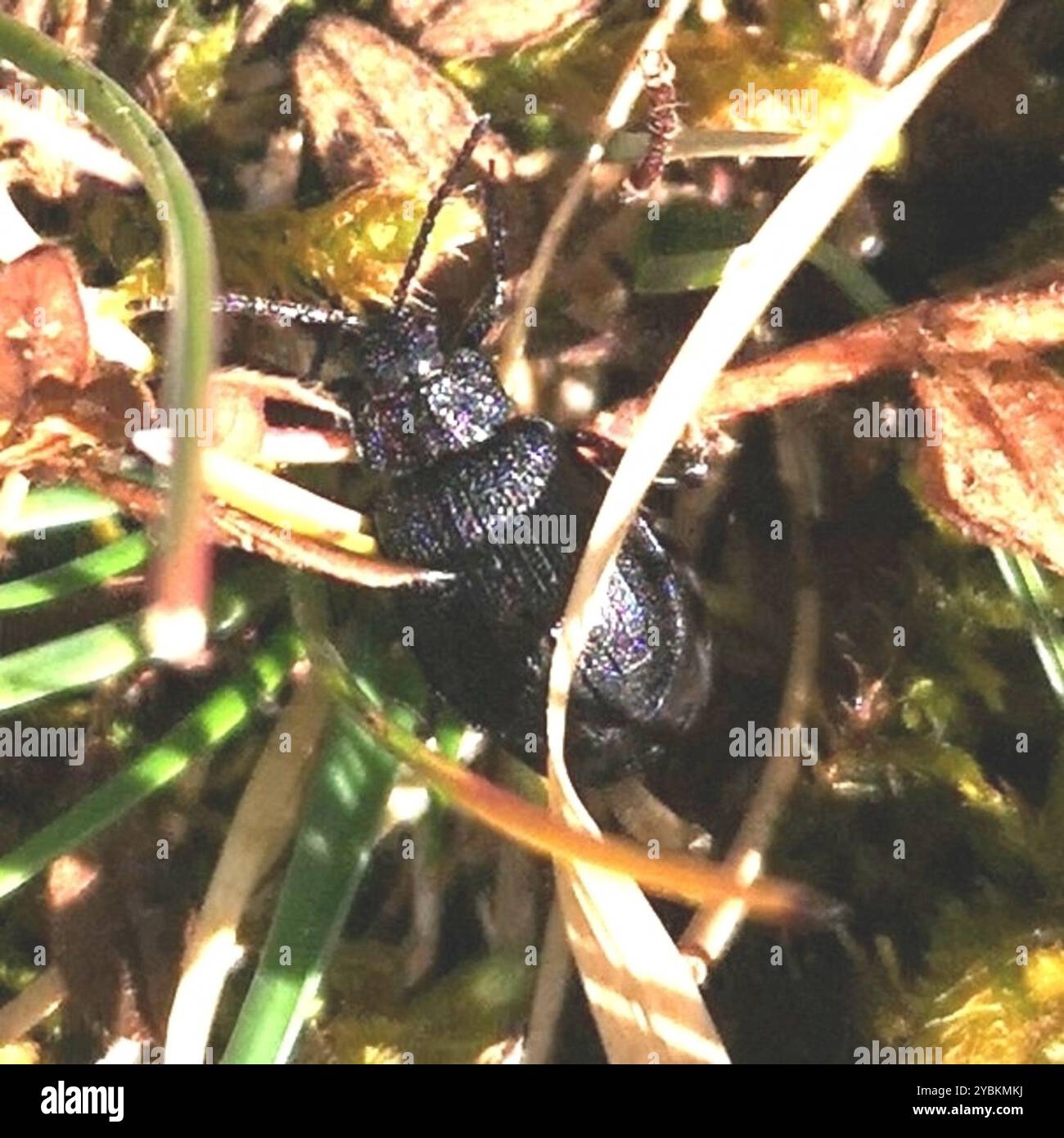 black-punctured leaf beetle (Galeruca tanaceti) Insecta Stock Photo - Alamy