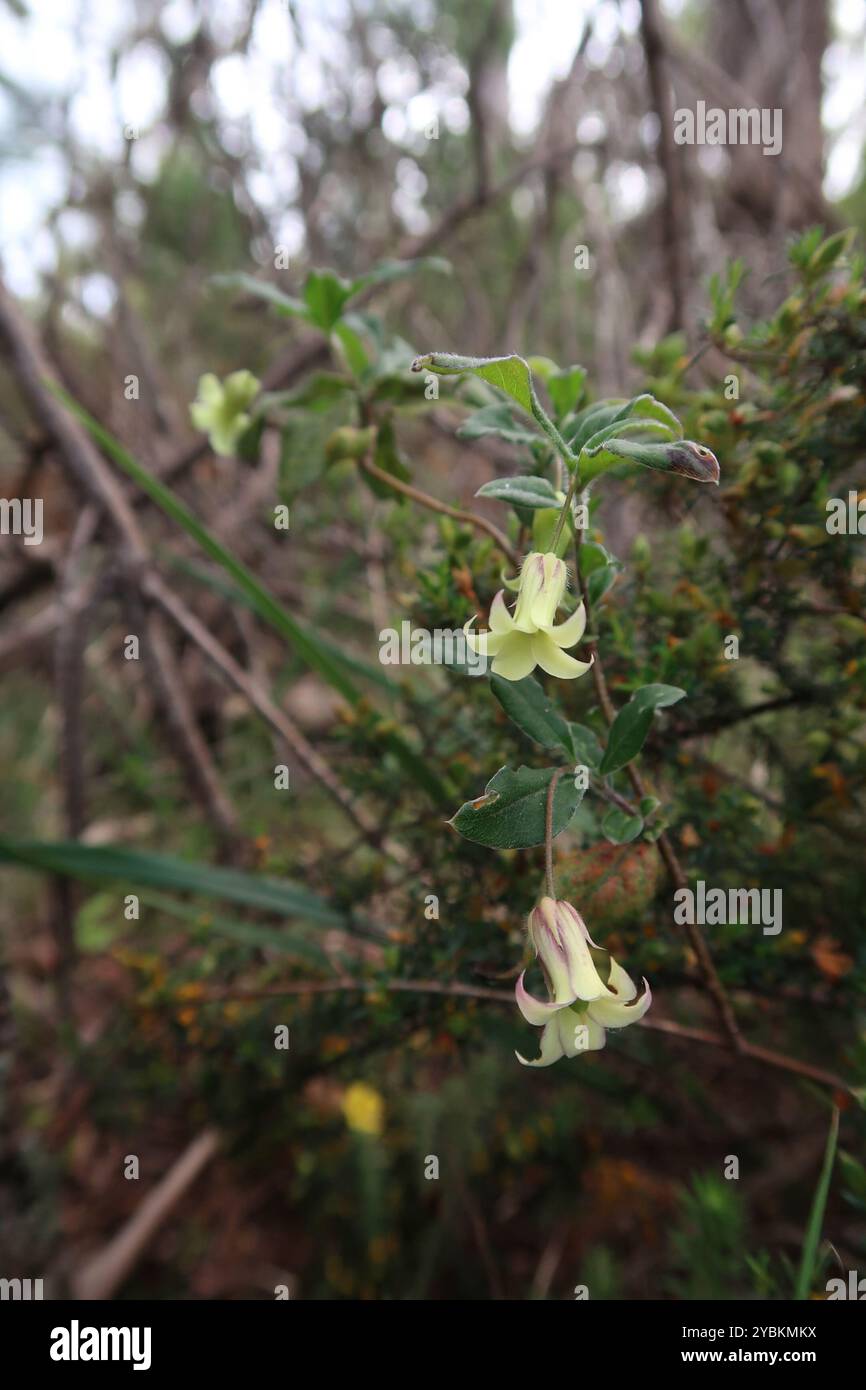 Common Apple-berry (Billardiera mutabilis) Plantae Stock Photo - Alamy