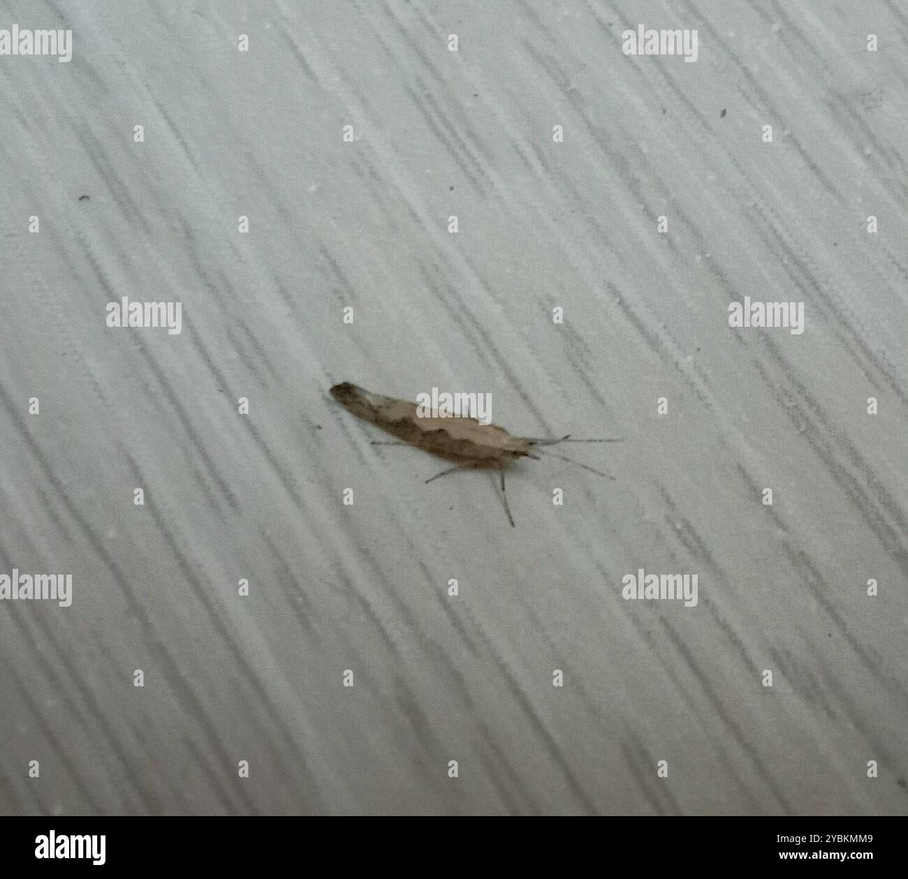 Diamondback Moth (Plutella xylostella) Insecta Stock Photo - Alamy
