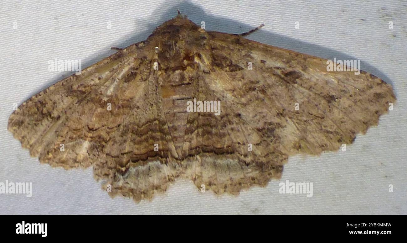 Lunate Zale Moth (Zale lunata) Insecta Stock Photo - Alamy